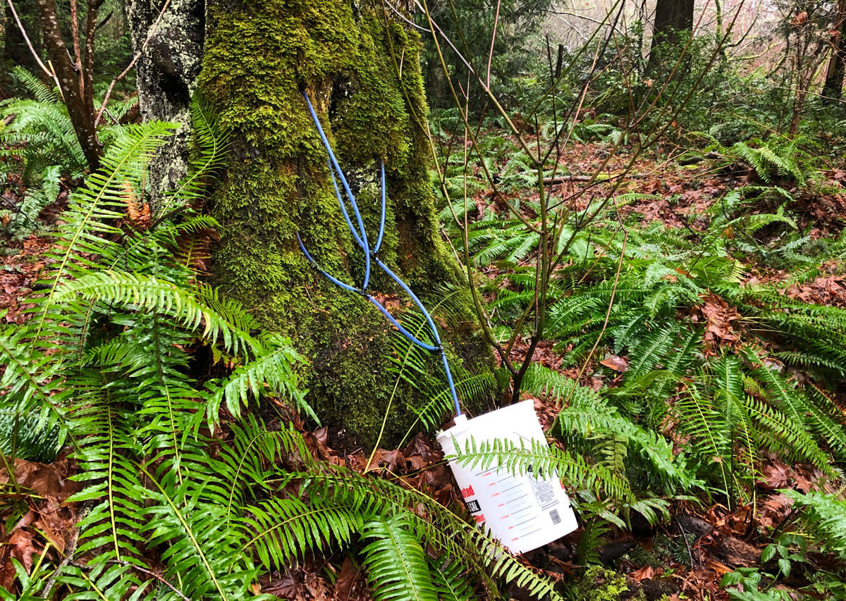 Sap thief taps Saanich park maple trees, faces hefty fine | 100 Mile ...