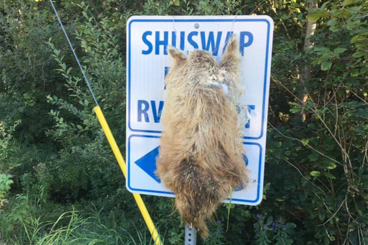 Dead porcupine hung from road sign in North Okanagan | 100 Mile Free Press